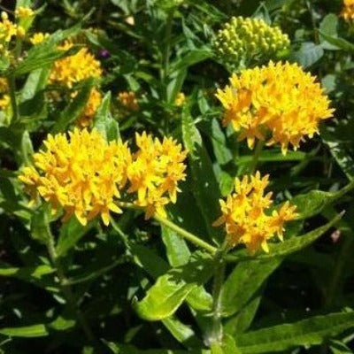 asclepias tuberosa 'hello yellow' (butterfly milkweed) – jarvie flora